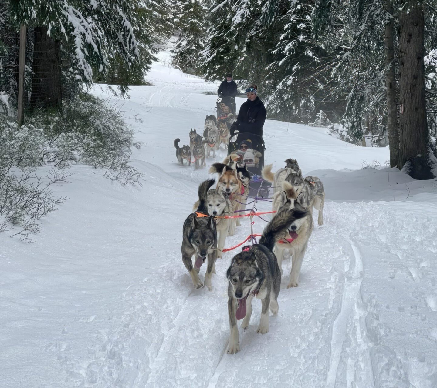 Chien de traineau savoie feclaz – Mikia – Chien de traîneau